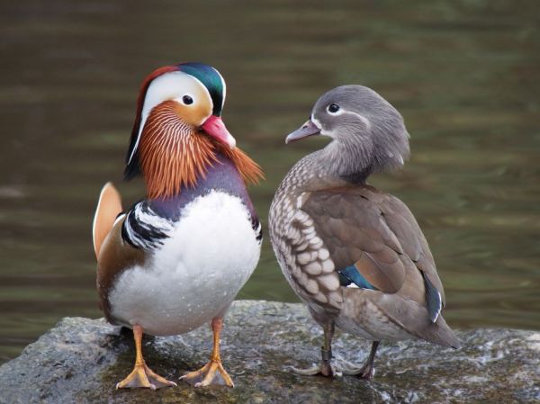 22 Weird Facts About Animal Sex Neatorama 22-weird-facts-about-animal-sex-neatorama