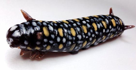 Delicious Looking Larvae Are Actually Realistic Gummy Worms Neatorama