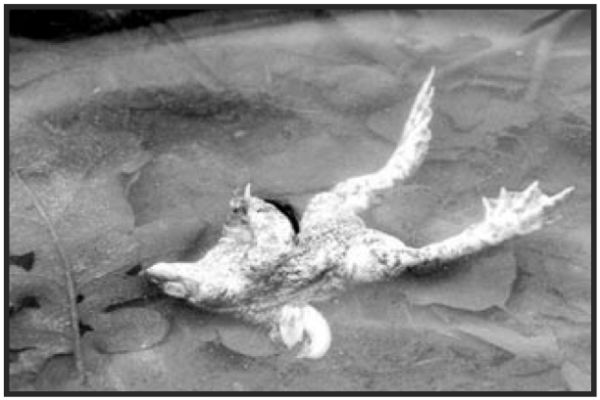 Exploding Toads: The Storied Remains - Neatorama