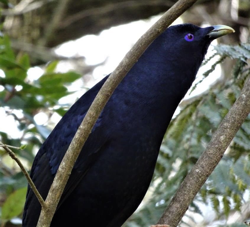 The Satin Bowerbird - Neatorama