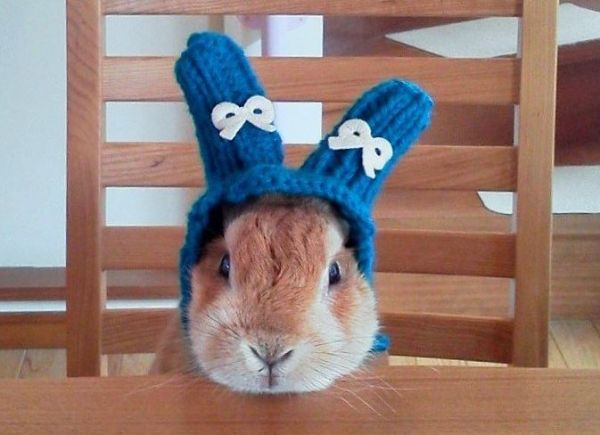 Bunny Wearing A Hat
