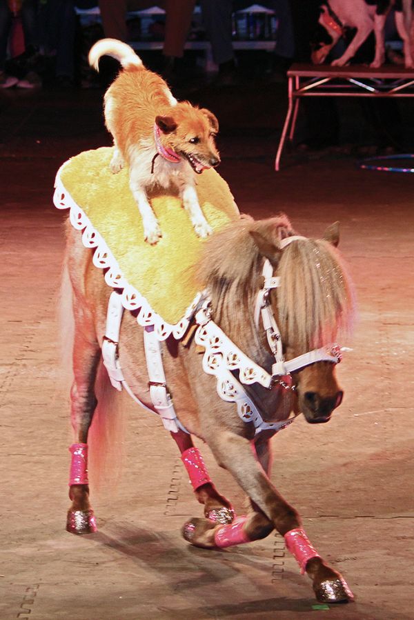Now That s What I Call A Dog And Pony Show Neatorama