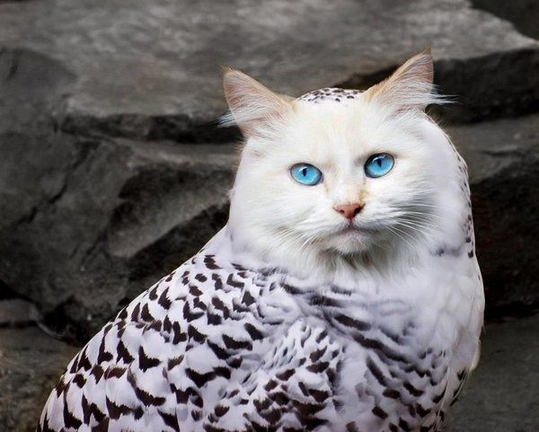 Meowls Are Majestic Mutants Created By The Internet - Neatorama
