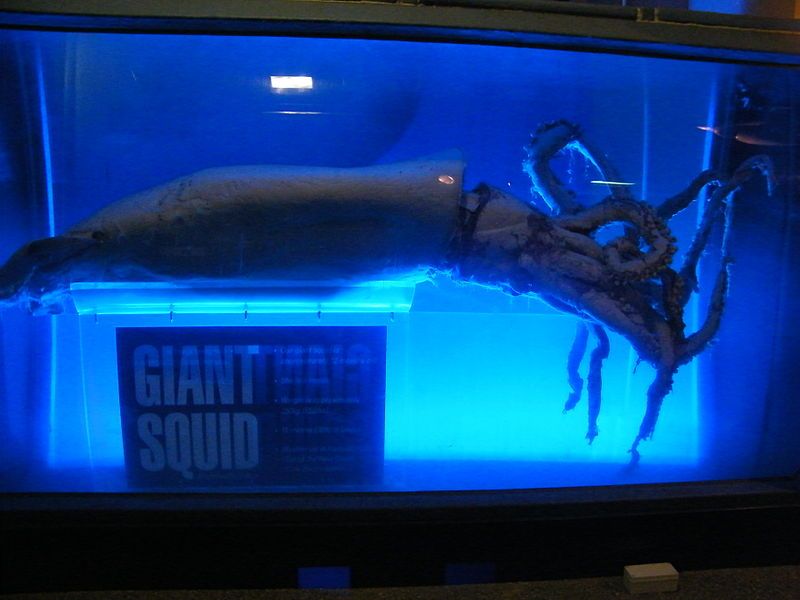 Rare Giant Squid Found On A South African Beach - Neatorama