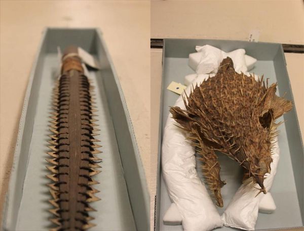 Fish Weapons of the Gilbert Islands - Neatorama