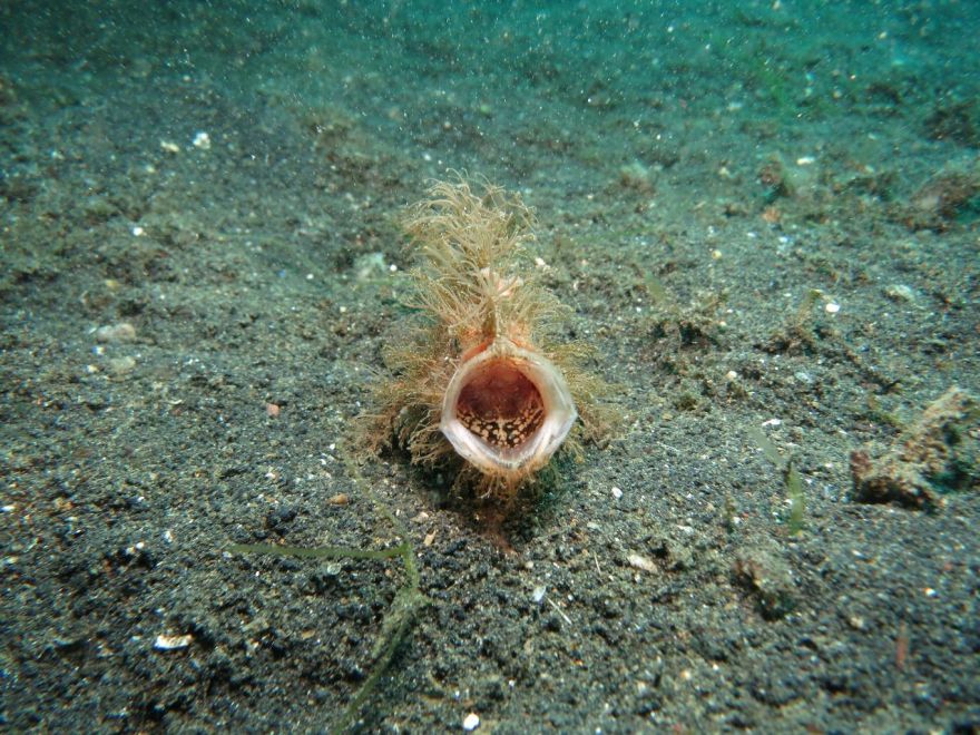 11 New Species - Neatorama