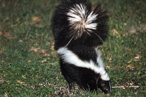 Striped Skunk Color Pattern Explained - Neatorama